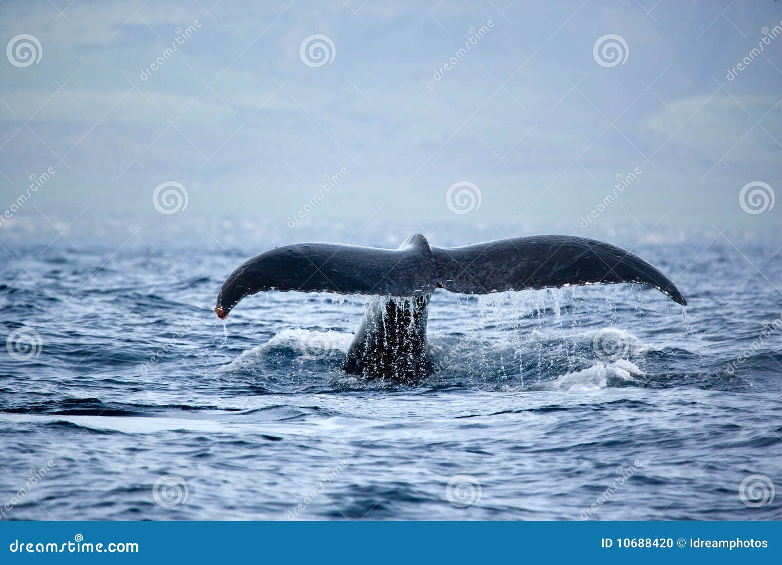 Cola Perfecta De La Ballena Foto de archivo - Imagen de hawai, aleta ...
