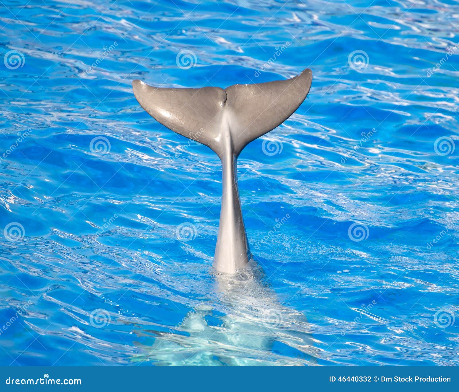 Cola que agita del delfín foto de archivo. Imagen de libertad - 46440332