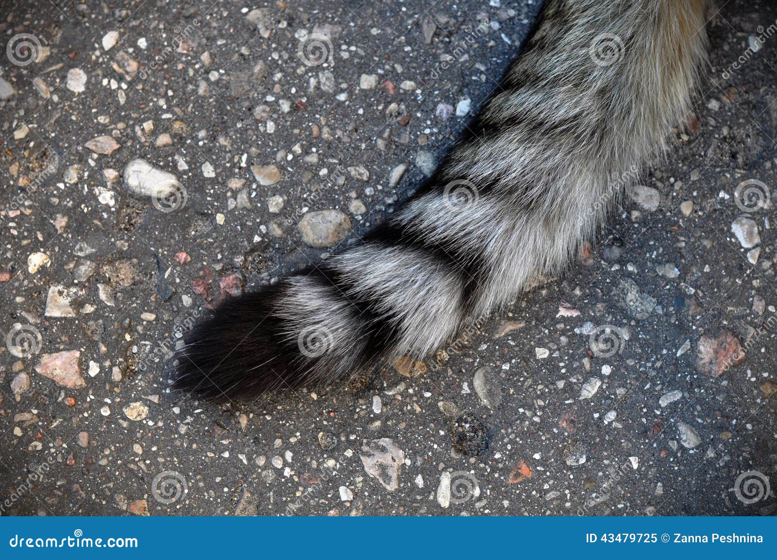 Cola rayada del gato imagen de archivo. Imagen de exterior - 43479725