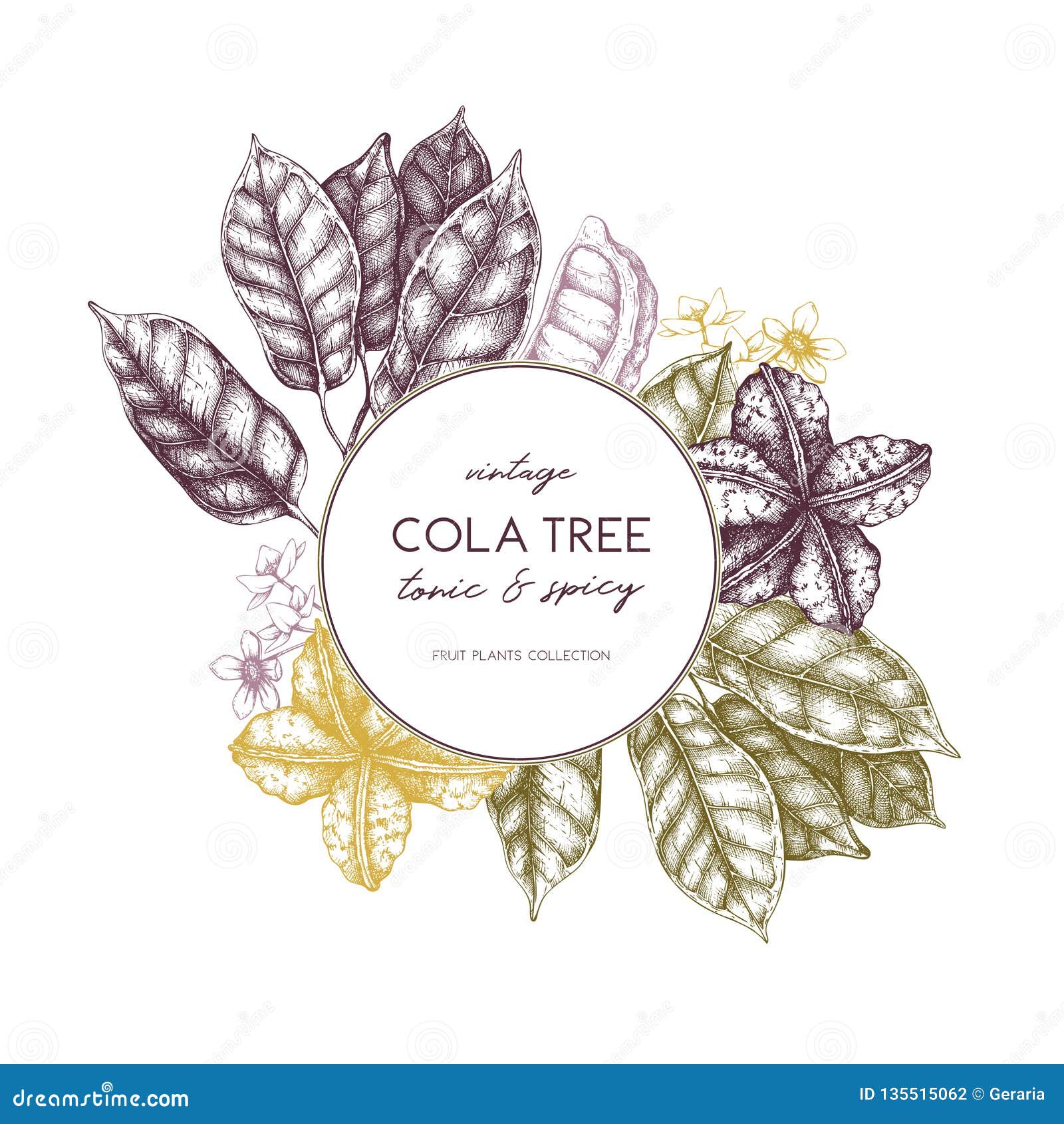 Vector Cola Tree Vintage Sketch. Vintage Design with Hand Drawn with ...