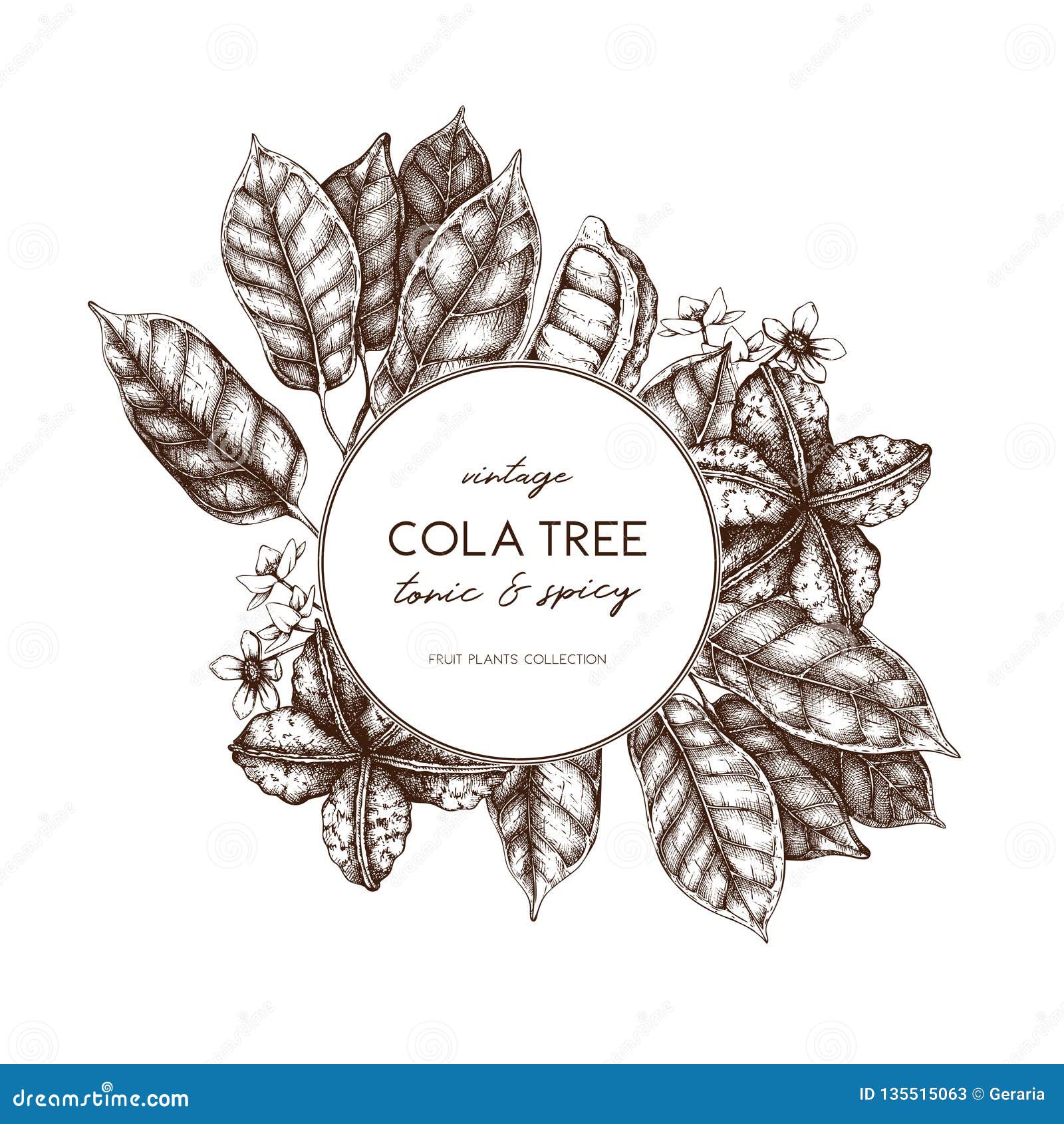 Vector Cola Tree Vintage Sketch. Vintage Design with Hand Drawn with ...