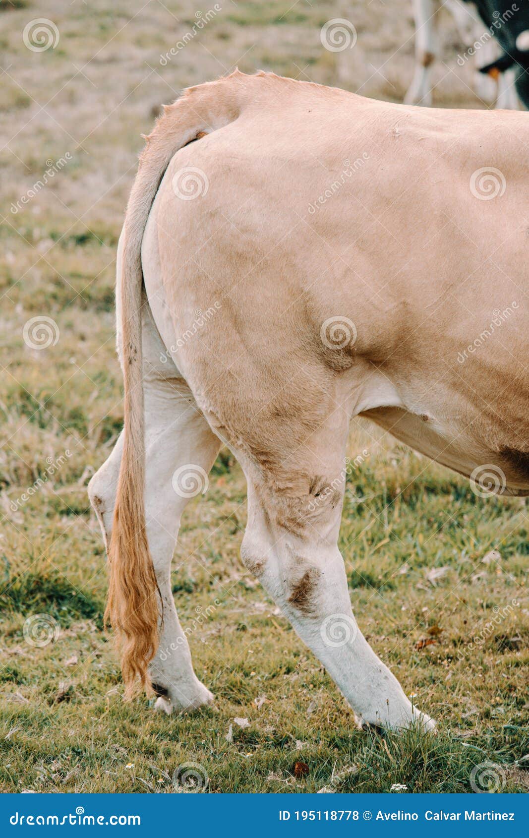 Cola Y Ubres De Una Vaca Rubia Foto de archivo - Imagen de escena ...