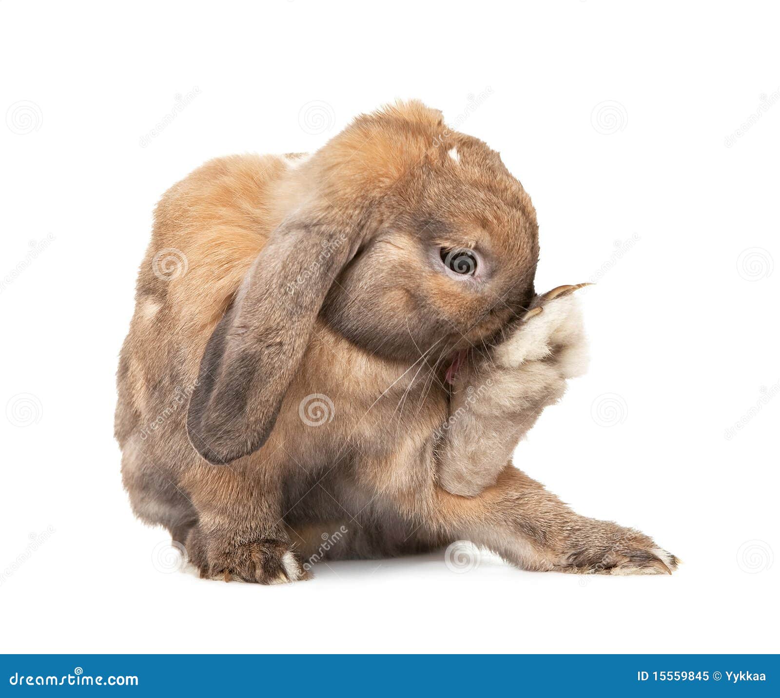Coladas del conejo. imagen de archivo. Imagen de animal - 15559845