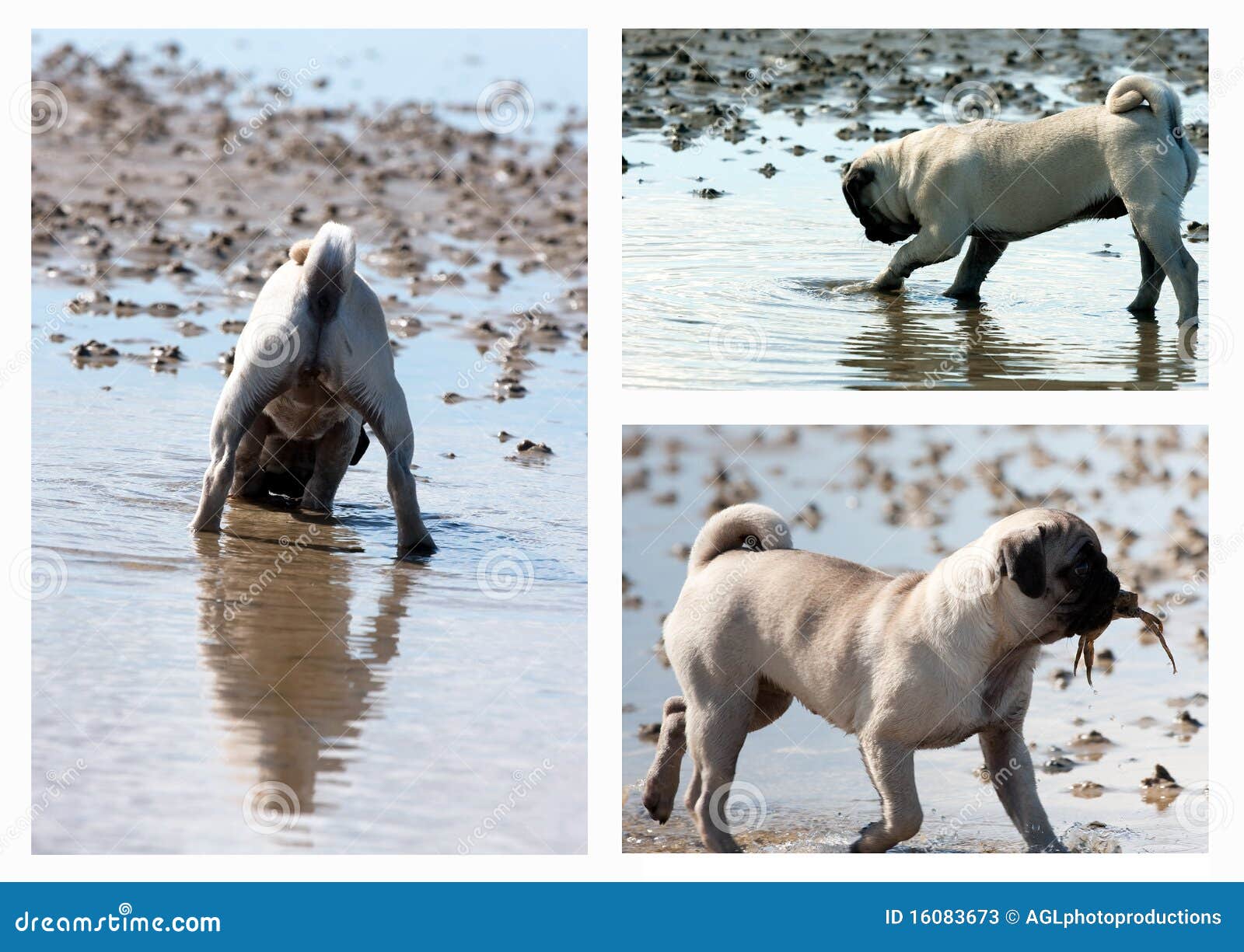 Colagem Da Caça Do Filhote De Cachorro Do Pug Imagem de Stock - Imagem ...