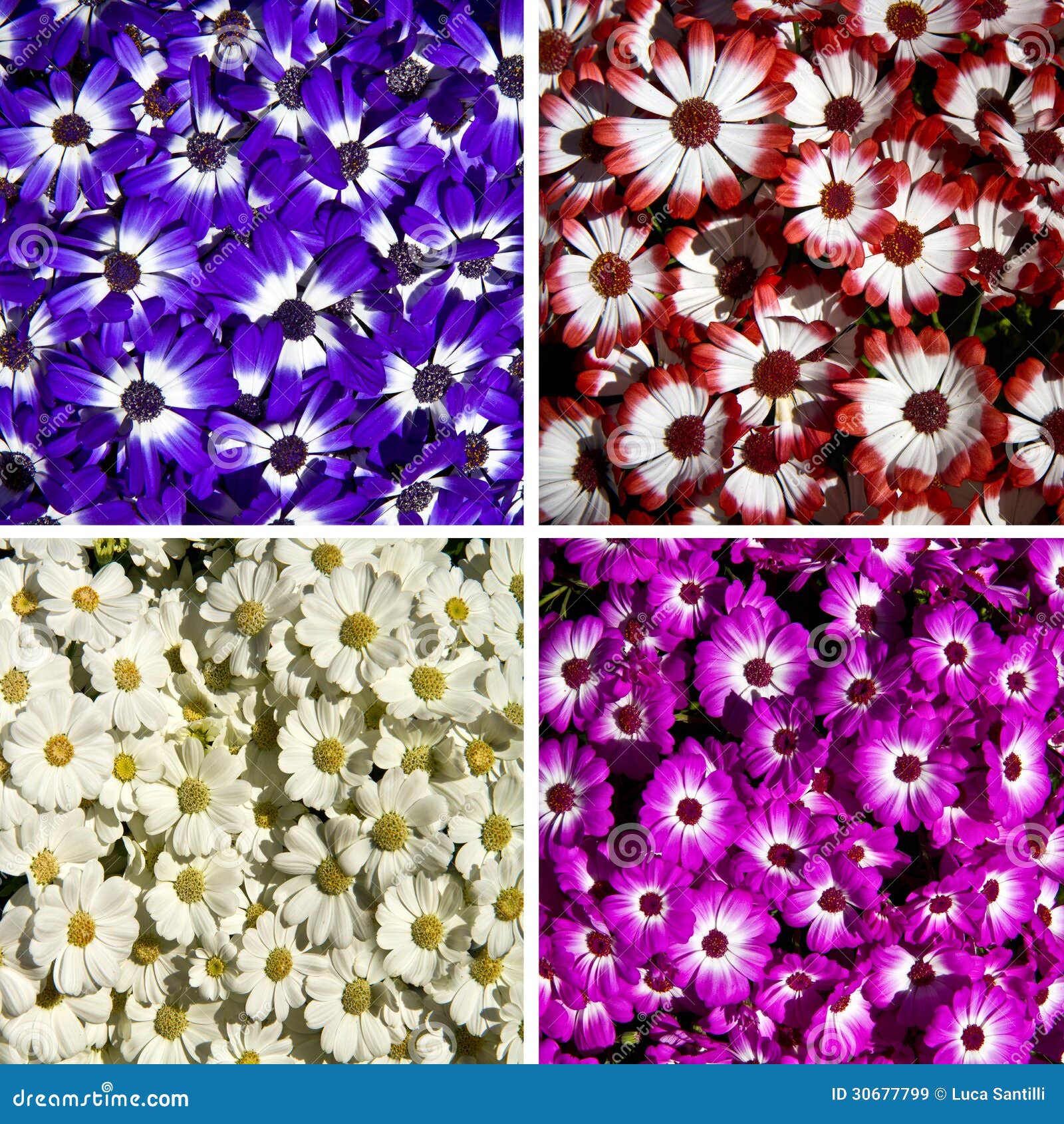 Colagem Da Margarida Colorida Imagem de Stock - Imagem de pétala, cenas ...