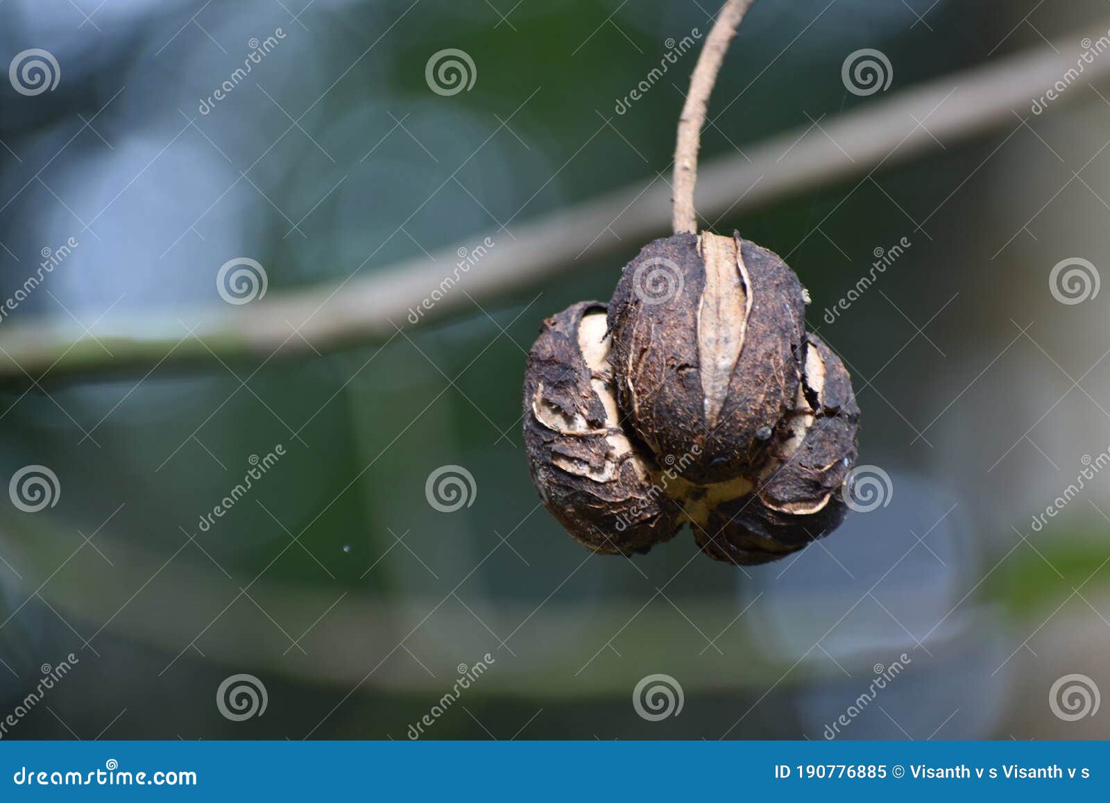 Colagem De Sementes De Borracha Seca Imagem de Stock - Imagem de ...