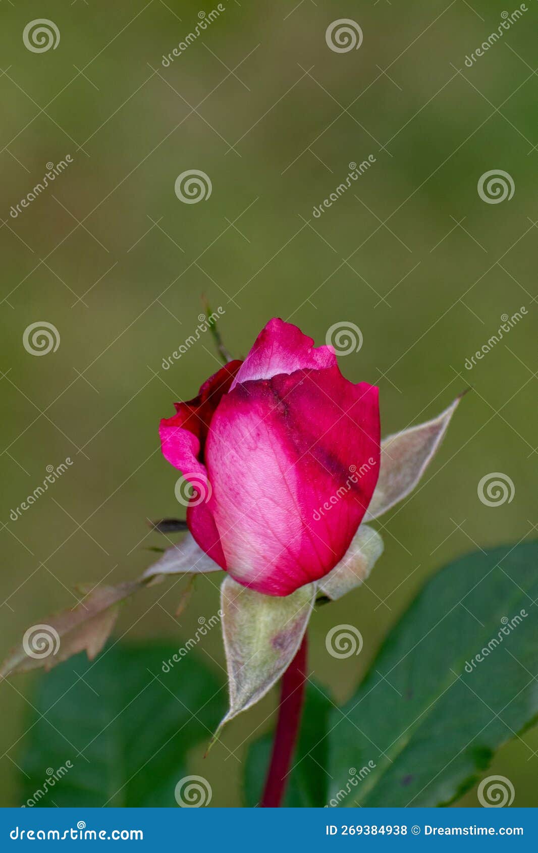 Colagem Vertical De Uma Rosa Rosada Florescente Foto de Stock - Imagem ...