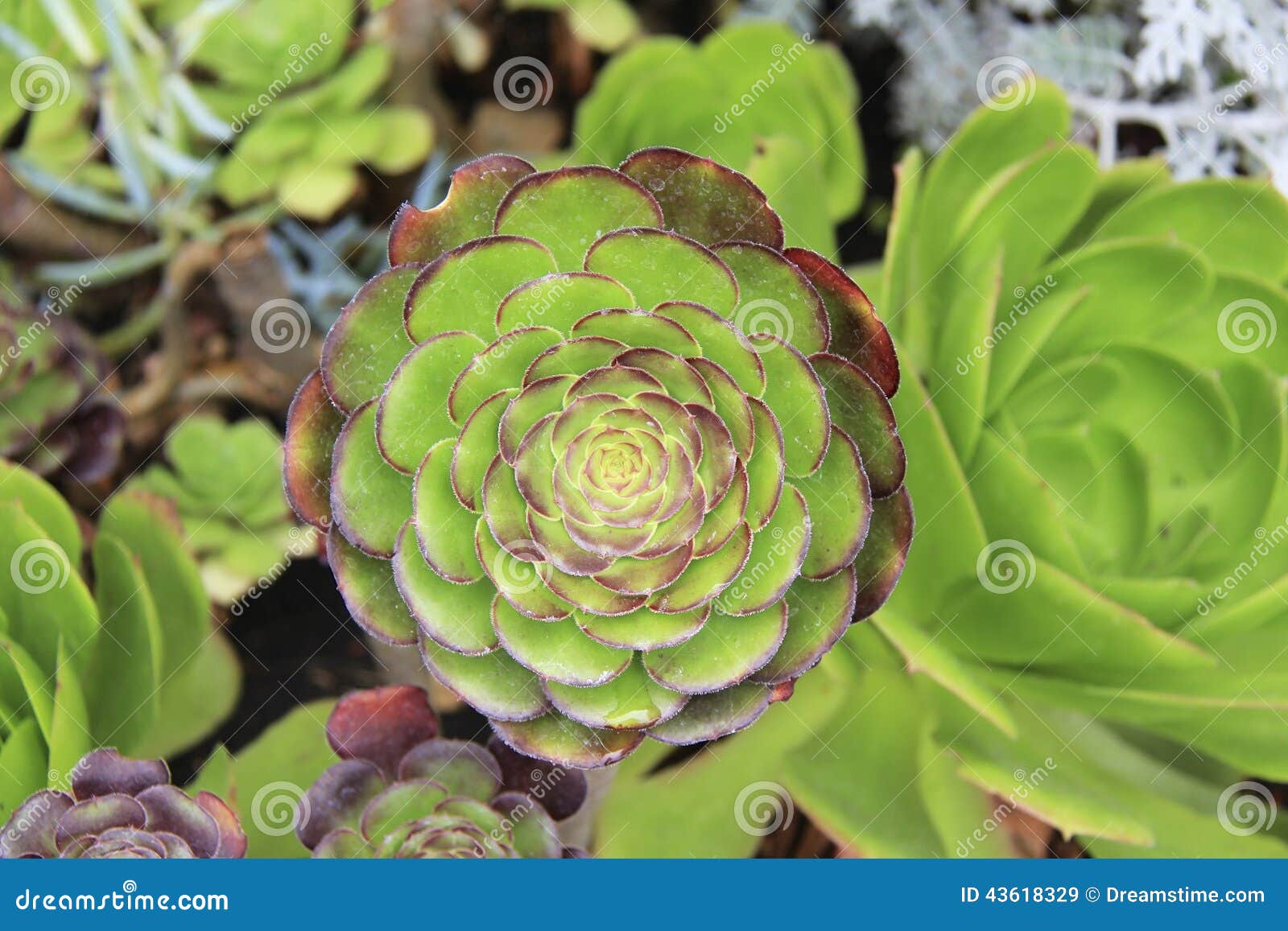 Colancha in the pacific stock image. Image of green, plant - 43618329