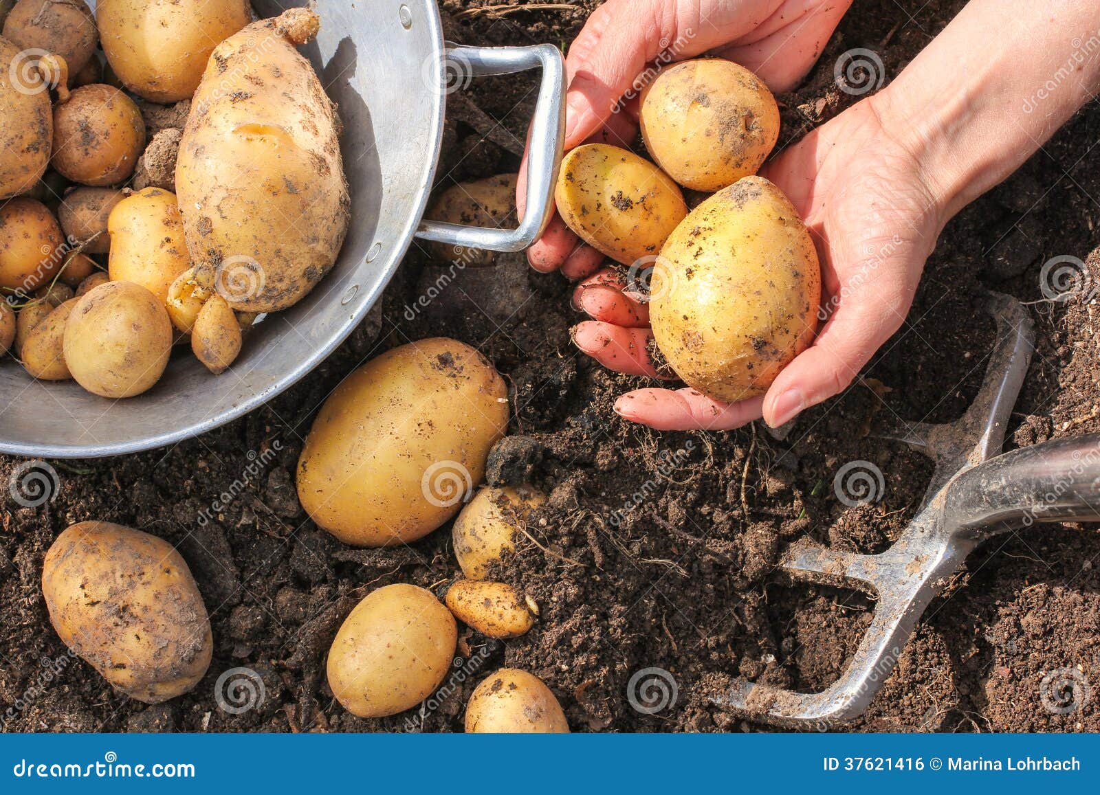 Colander and Bar Spade with Fresh Potatoes Stock Photo - Image of fresh ...