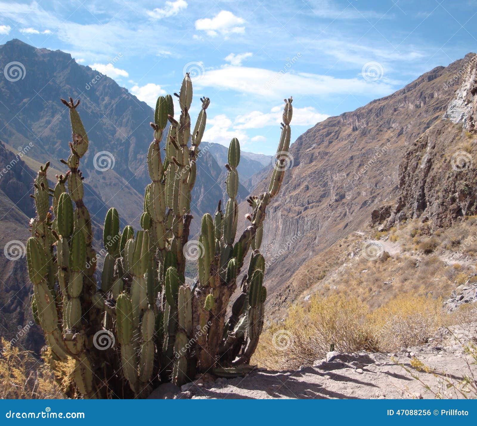 Colca Canyon stock photo. Image of rocky, latin, bush - 47088256