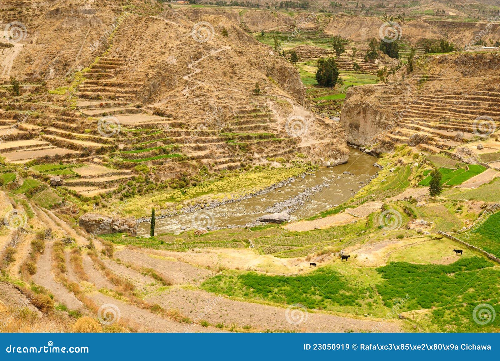 Colca Valley, Peru stock image. Image of cacti, outdoors - 23050919