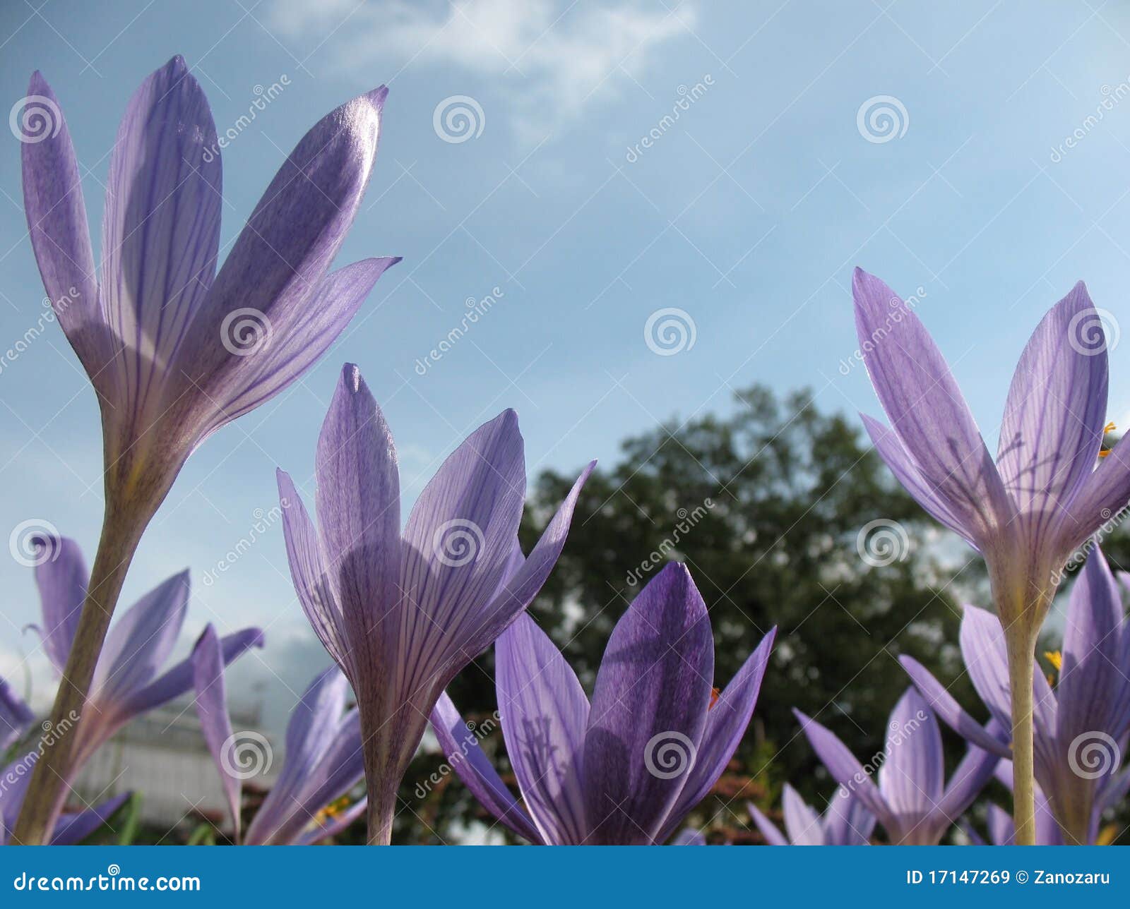 Colchicum imagen de archivo. Imagen de grande, antera - 17147269