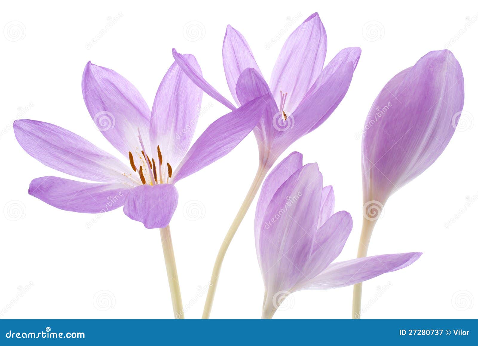 Colchicum image stock. Image du fleur, centrale, automne - 27280737