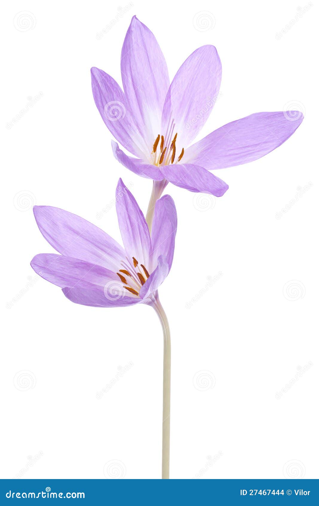 Colchicum Stock Photography | CartoonDealer.com #27467444