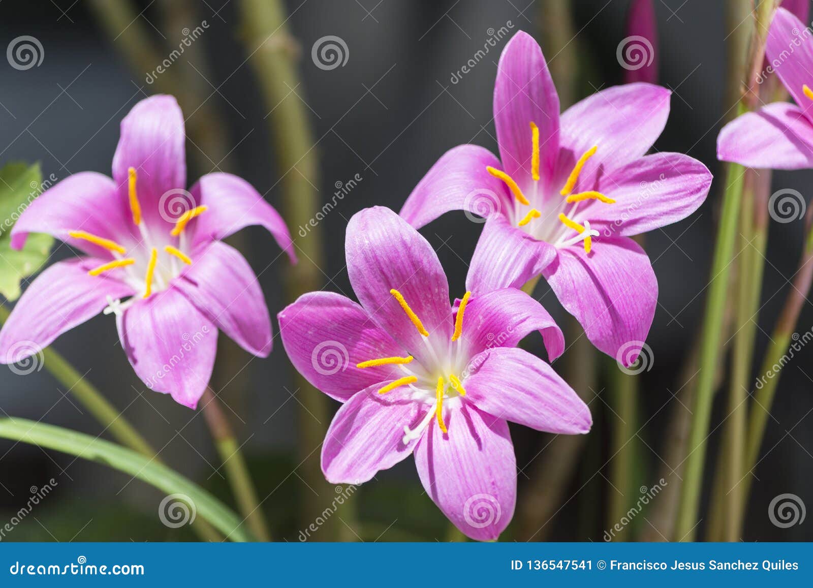 Colchicum Autumnale Purple Macro Portrait Stock Image - Image of macro ...