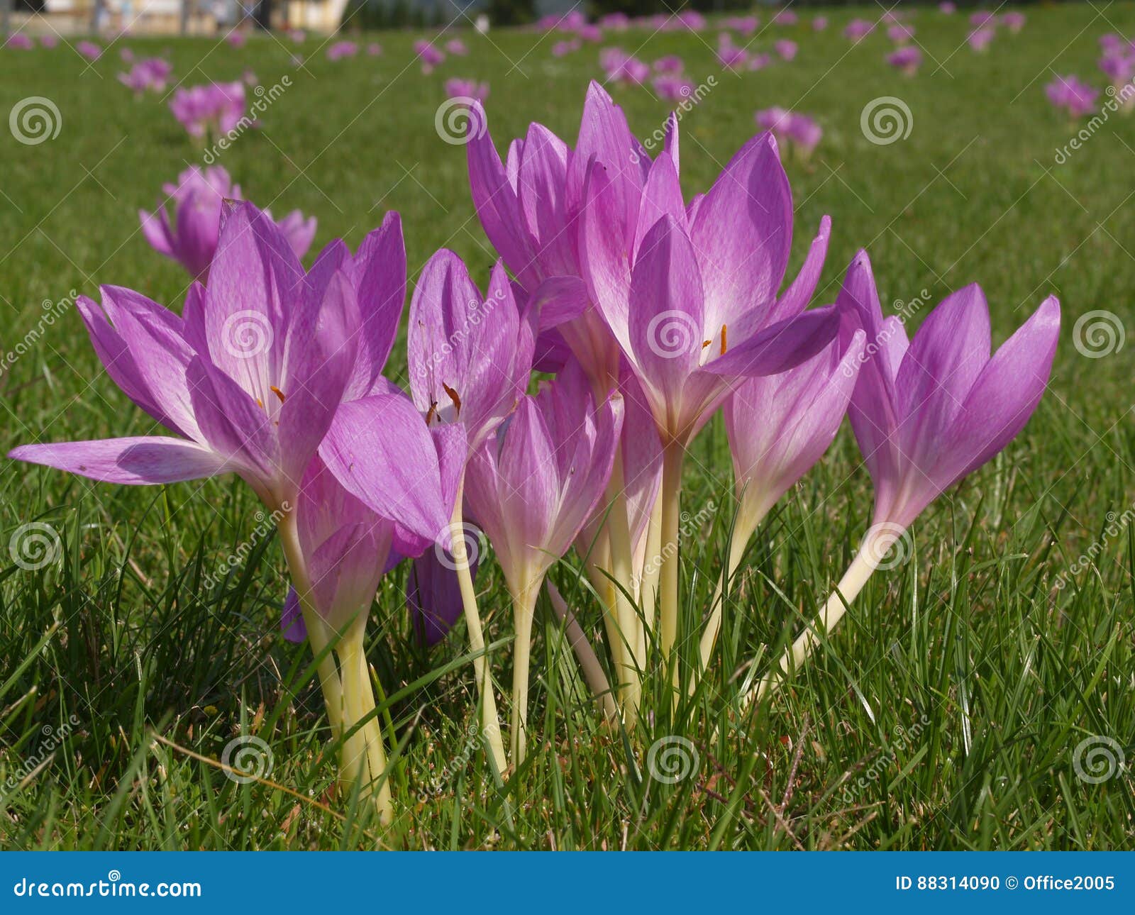 Colchicum autumnale zdjęcie stock. Obraz złożonej z trawy - 88314090