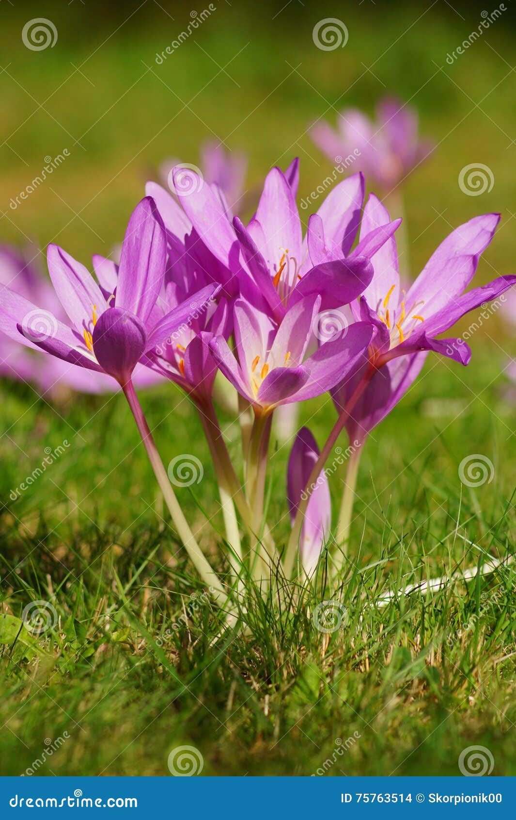 Colchicum Autumnale - Autumn Flower Stock Photo - Image of colchicine ...