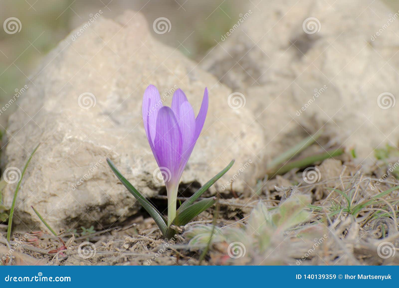 Colchicum Bulbocodium Blooms in the Steppe Stock Image - Image of ...
