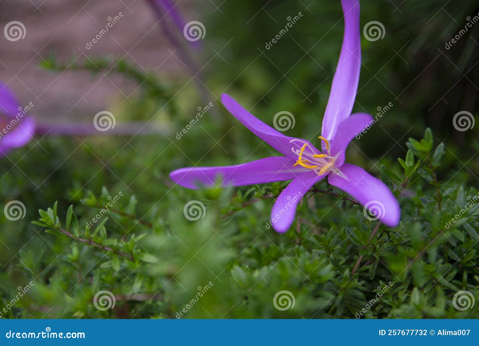 Colchicum Bulbocodium, the Spring Meadow Saffron Stock Photo - Image of ...
