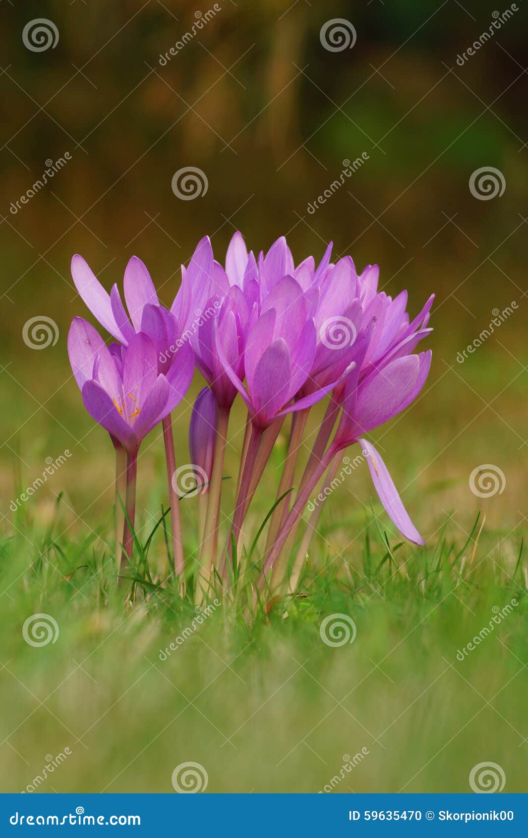 Colchicum flower stock photo. Image of autumnale, color - 59635470