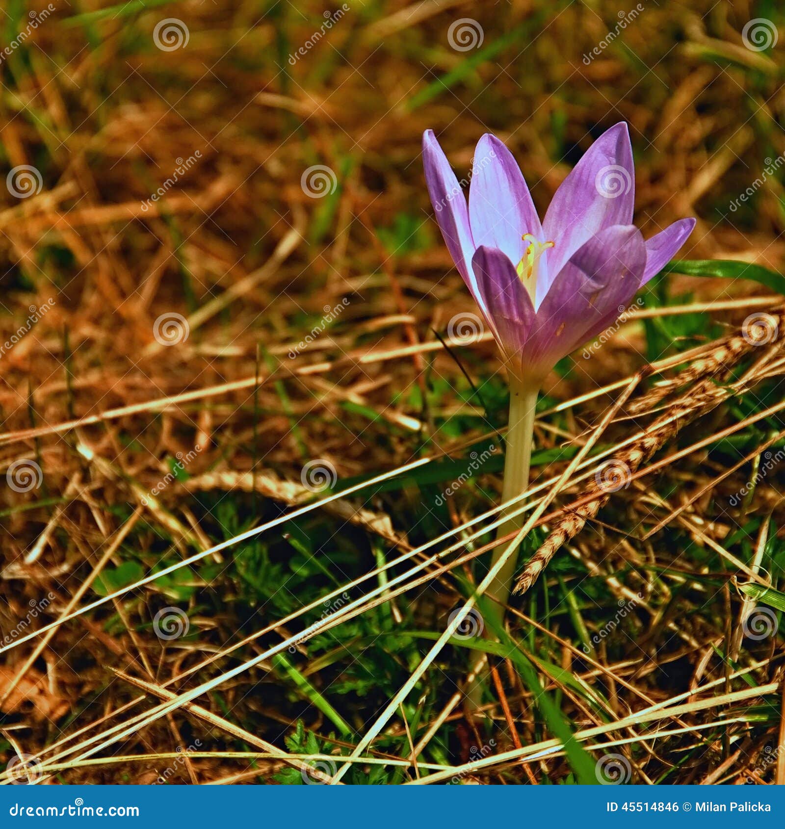 Colchicum stock photo. Image of meadow, autumn, colchicum - 45514846