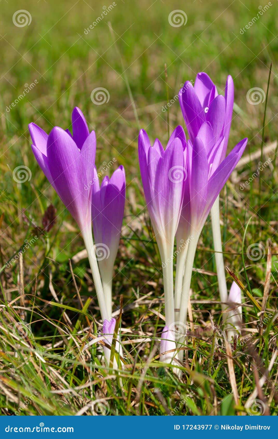 Colchicum Flowers of the Field Stock Image - Image of beauty, crocus ...