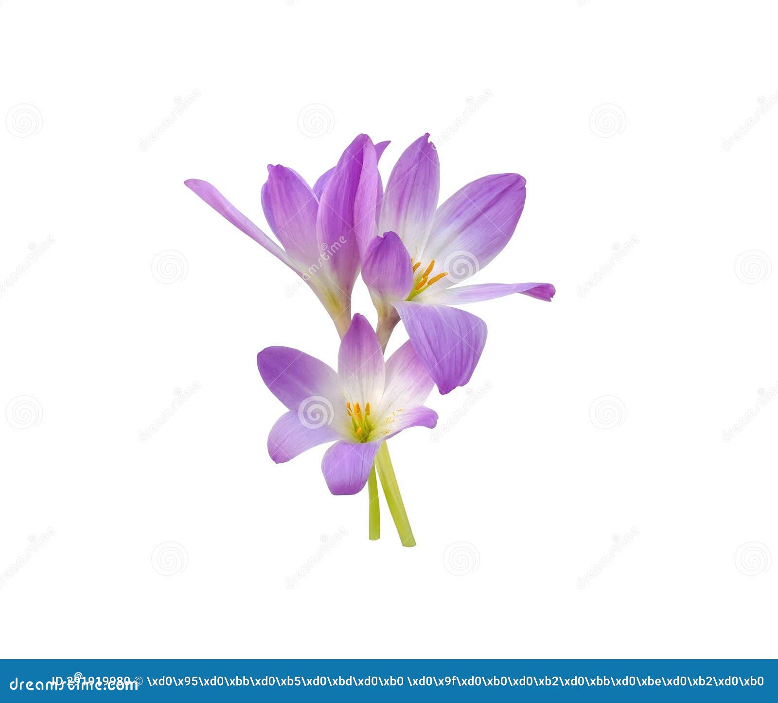 Colchicum Flowers on a White Background Stock Photo - Image of botany ...