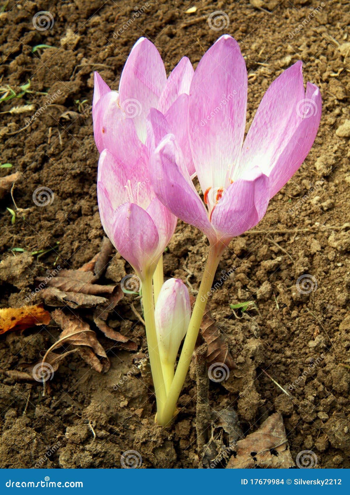 Colchicum Lila Autumn Flowers Stock Photo - Image of autumntime, garden ...
