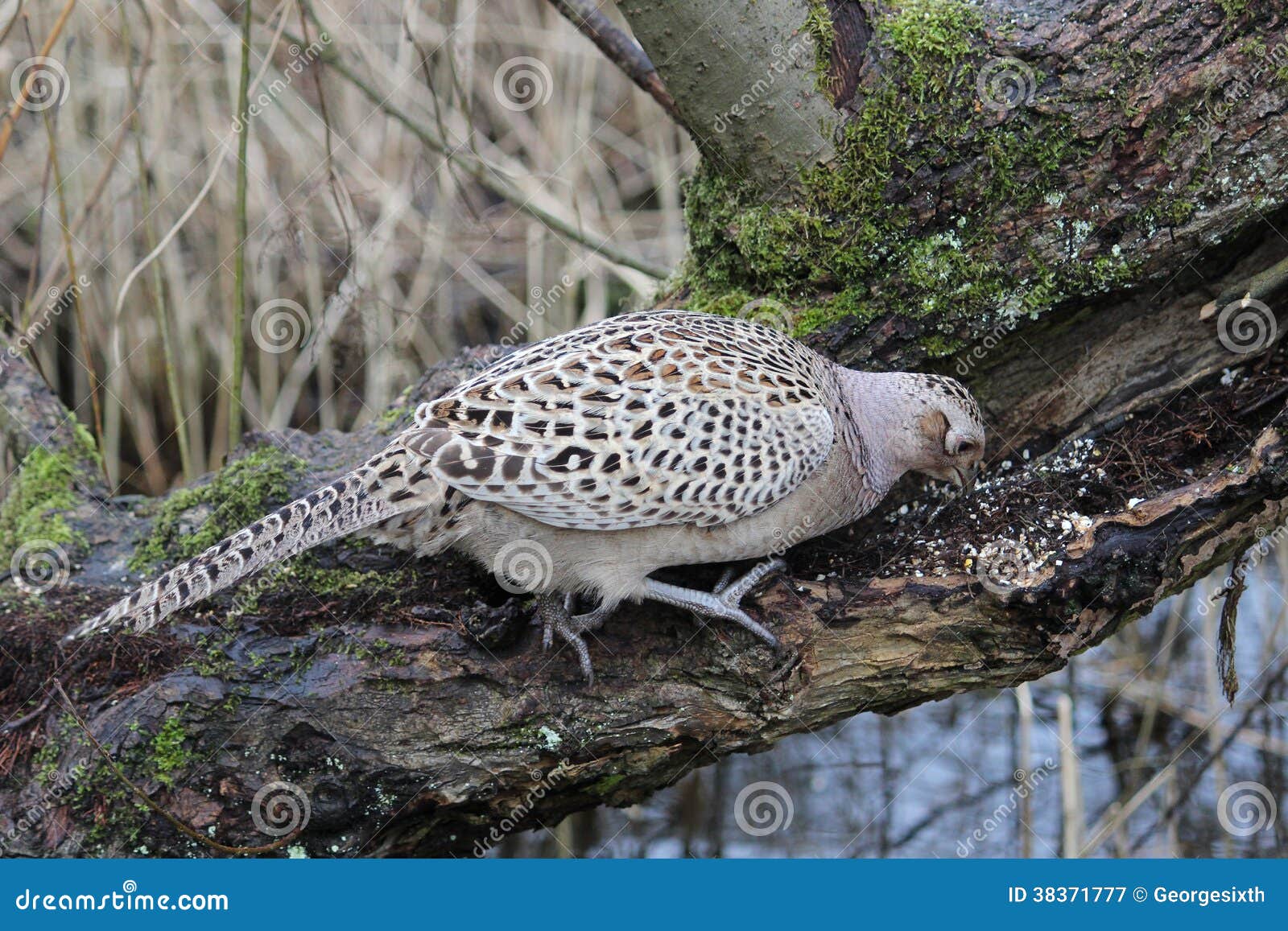 Colchicus De Phasianus De Faisan De Poule Alimentant Sur Le Grain Image ...