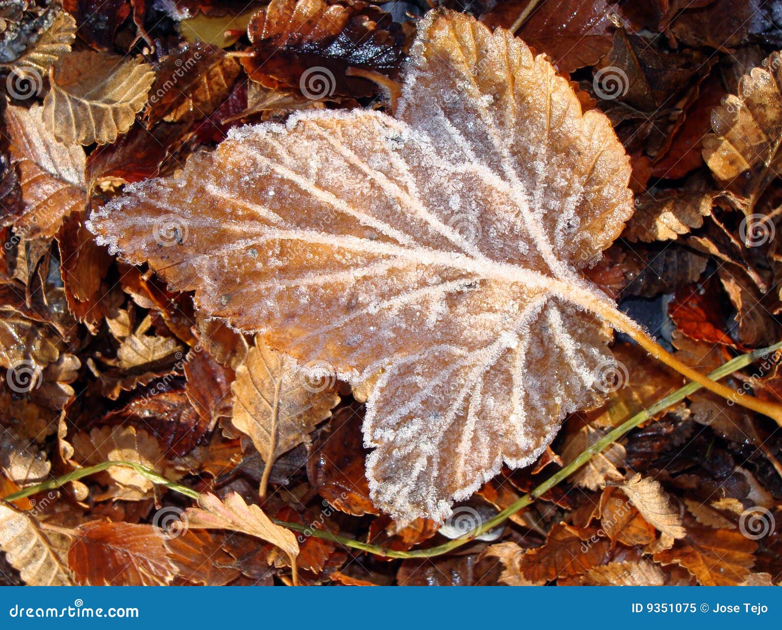 Cold autumn stock image. Image of autumn, cold, frozen - 9351075