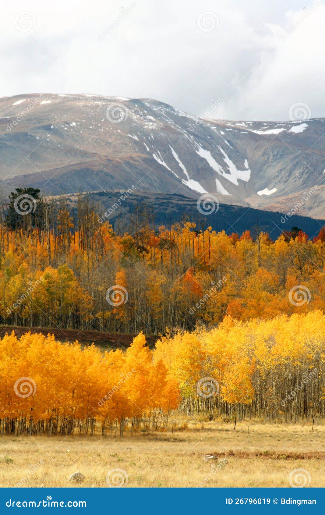 Cold Autumn Day in the Rockies Stock Image - Image of golden, outside ...