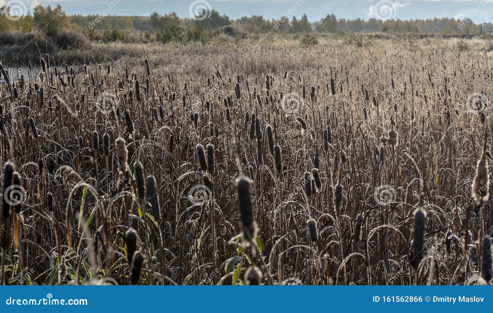 Cold autumn morning stock photo. Image of color, hoarfrost - 161562866