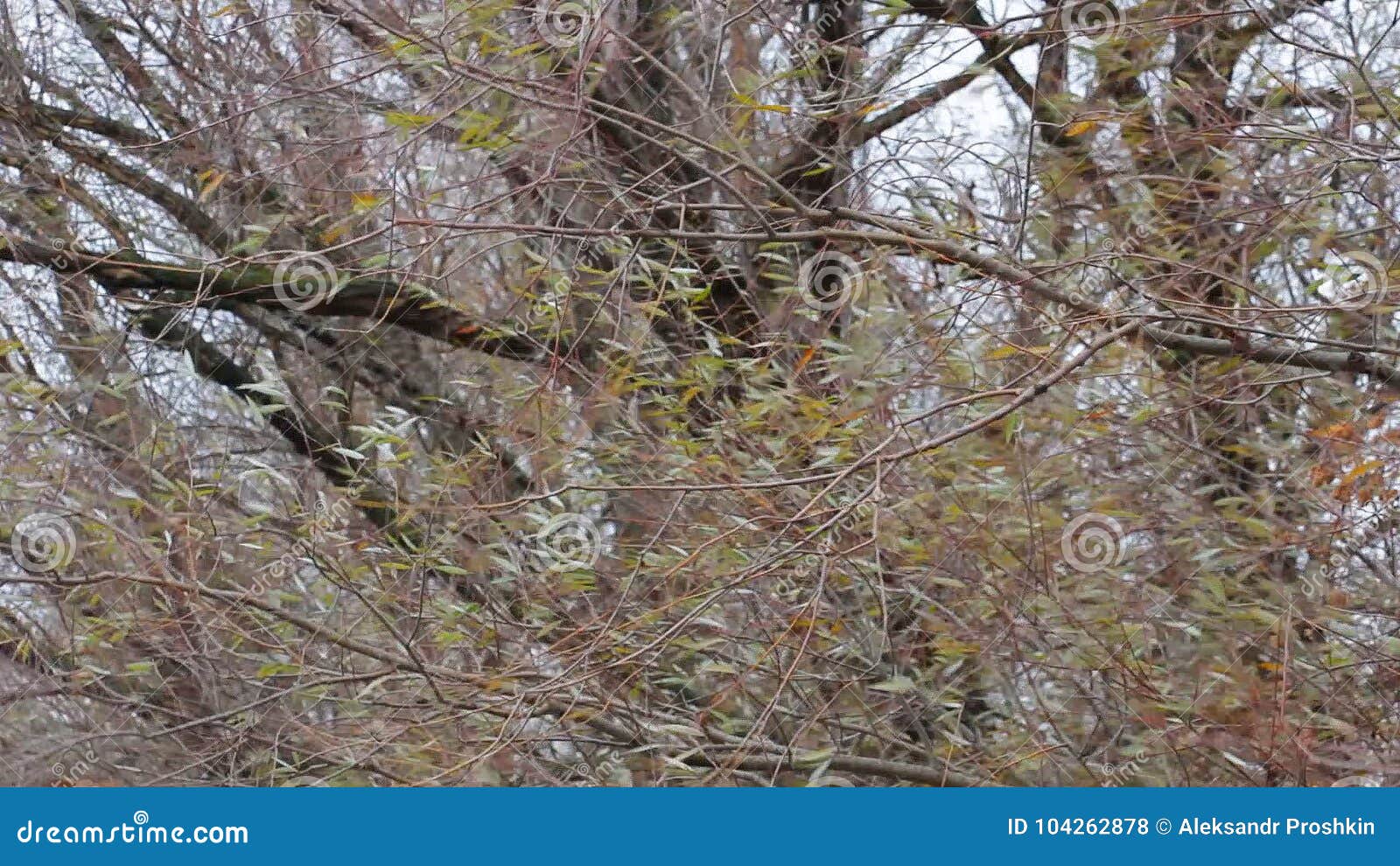 Cold Autumn Wind Shakes Tree Branches Stock Footage - Video of outdoors ...