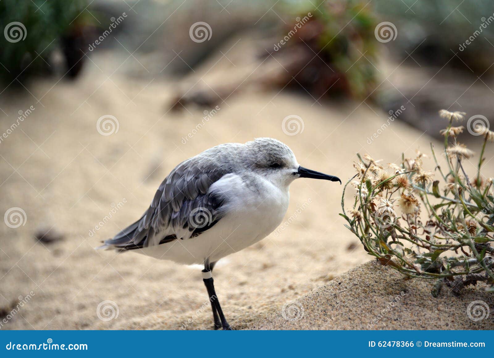 Cold bird stock photo. Image of feather, nature, environment - 62478366