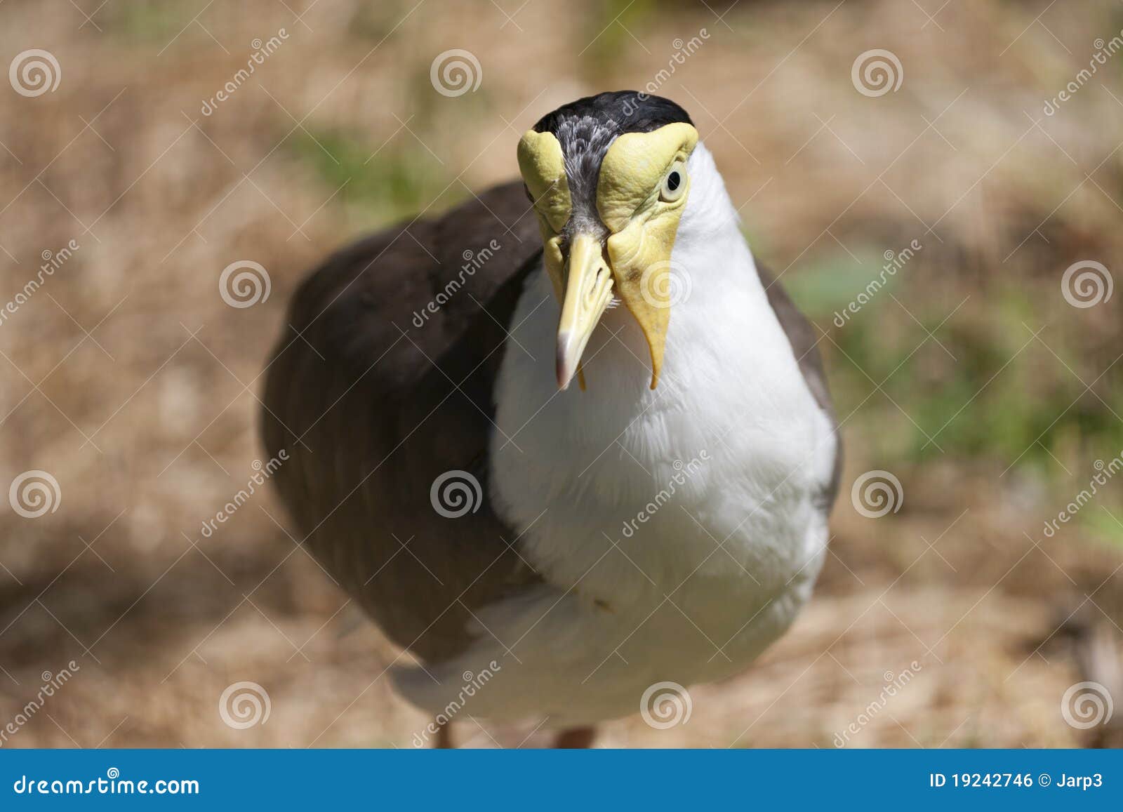 Cold bird military stock photo. Image of plains, nature - 19242746