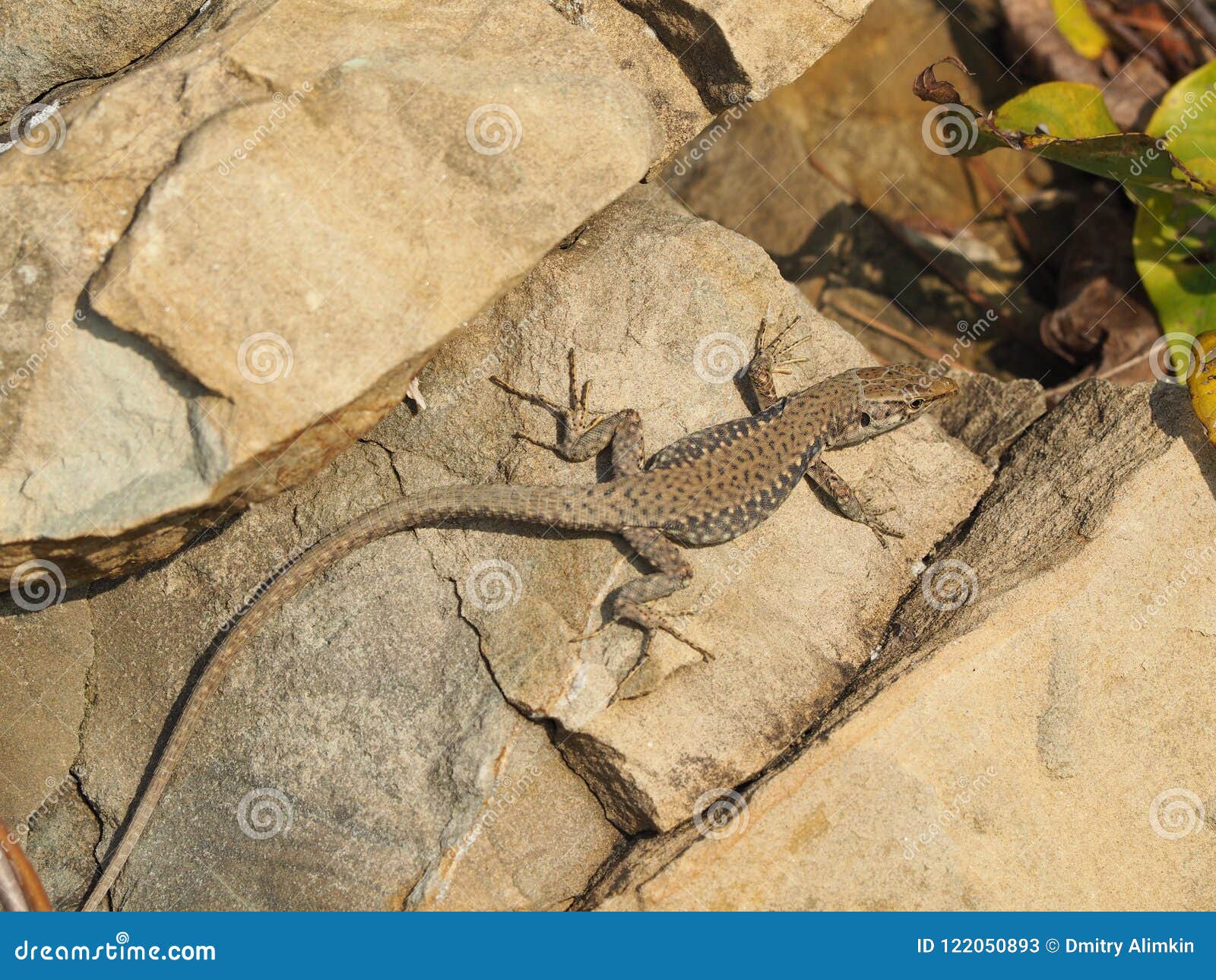 Cold-blooded Like Sunbathing Too Stock Image - Image of paws, hiding ...