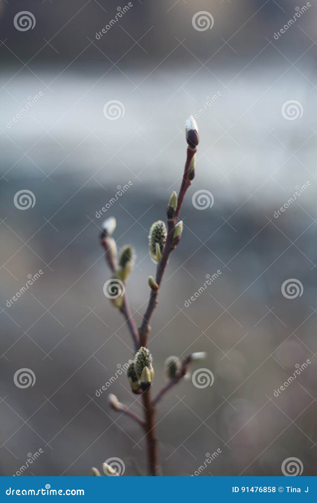 Cold blue spring in Norway stock photo. Image of details - 91476858