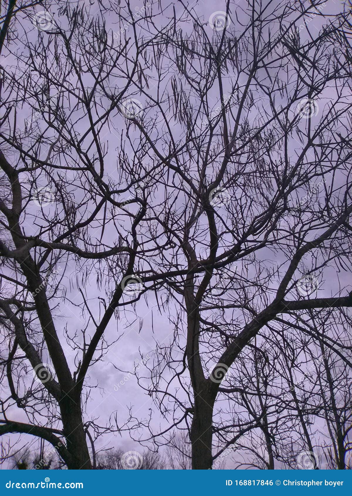 The Cold breeze stock photo. Image of tree, outside - 168817846