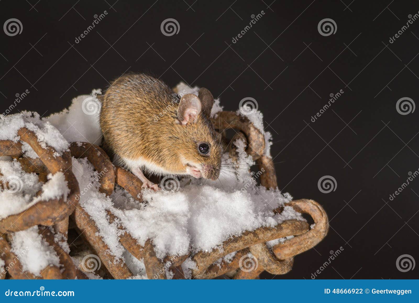 Cold chains stock photo. Image of rodent, iron, rusty - 48666922