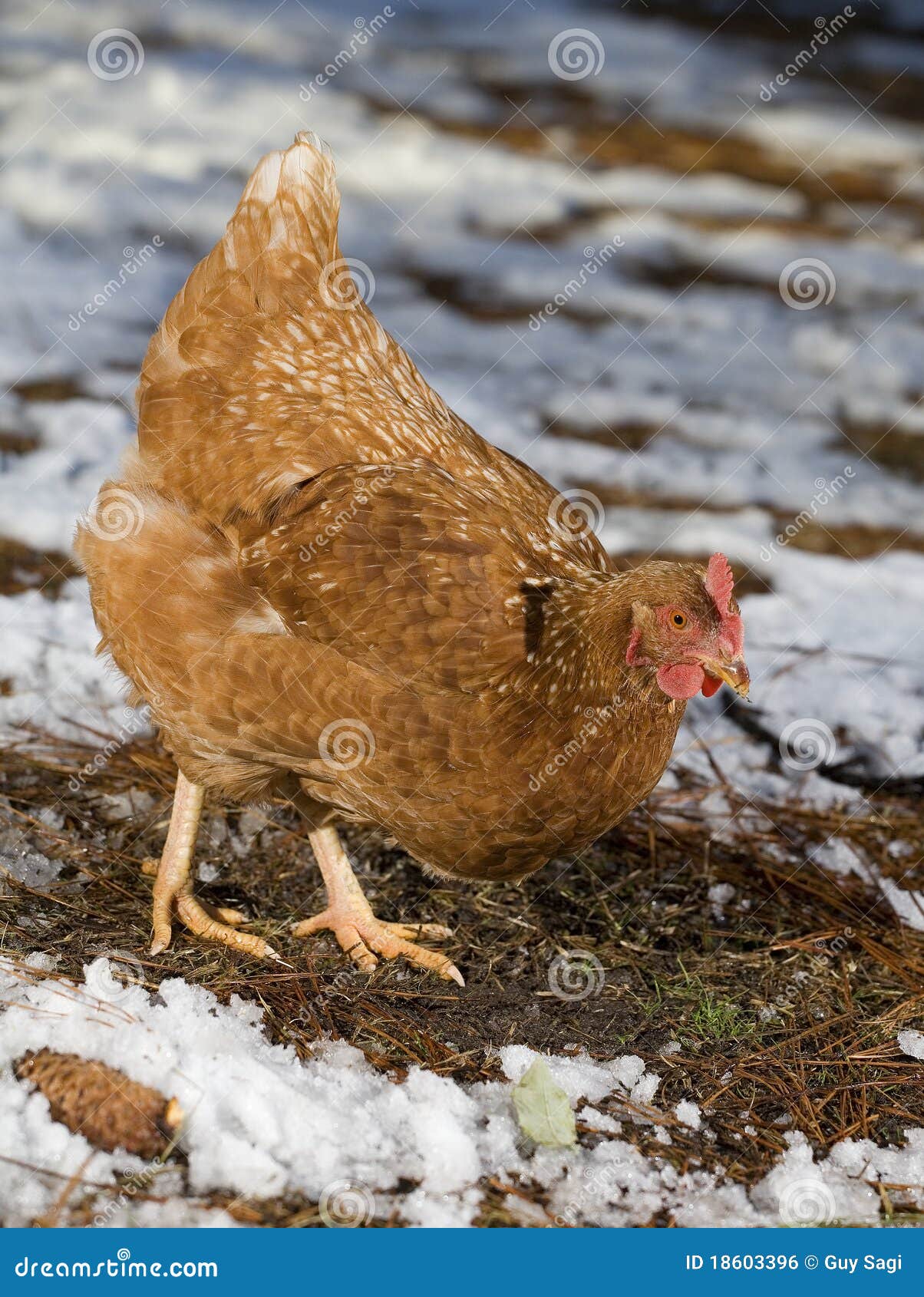 Cold chicken stock photo. Image of white, brown, pine - 18603396