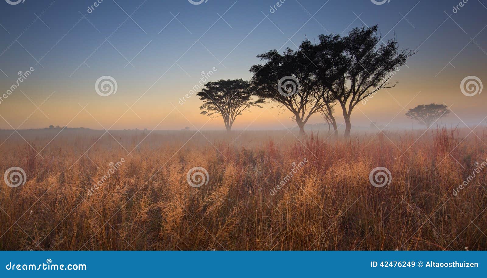 Cold Cloudless Morning Sunrise with Trees, Brown Grass and Fog Stock ...