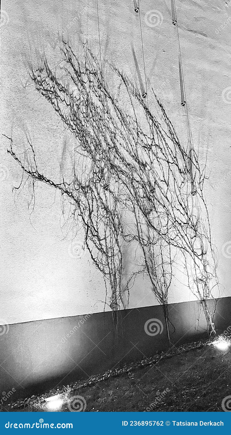 Cold Composition on the Wall Stock Photo - Image of trees, house: 236895762