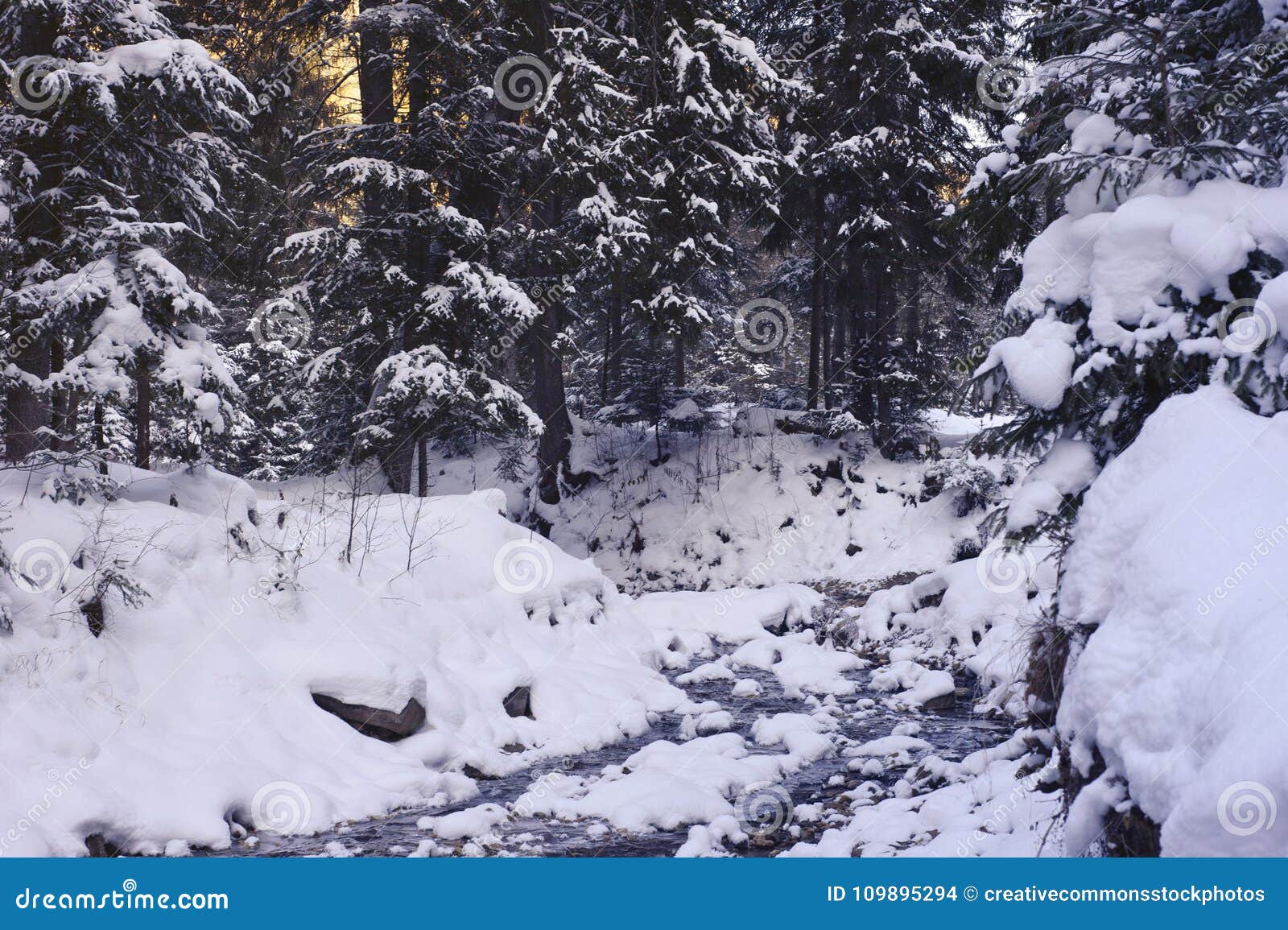 Cold, Conifer, Conifers Picture. Image: 109895294
