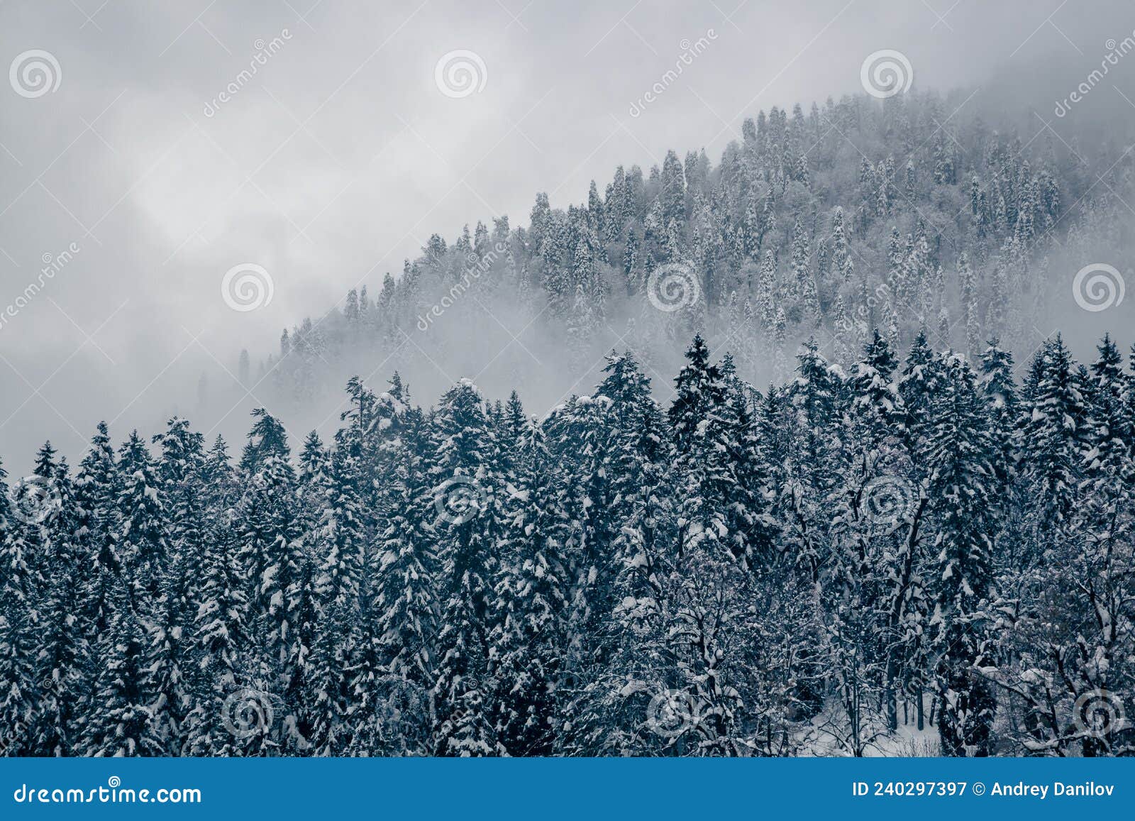 Cold coniferous forest in stock image. Image of forest - 240297397
