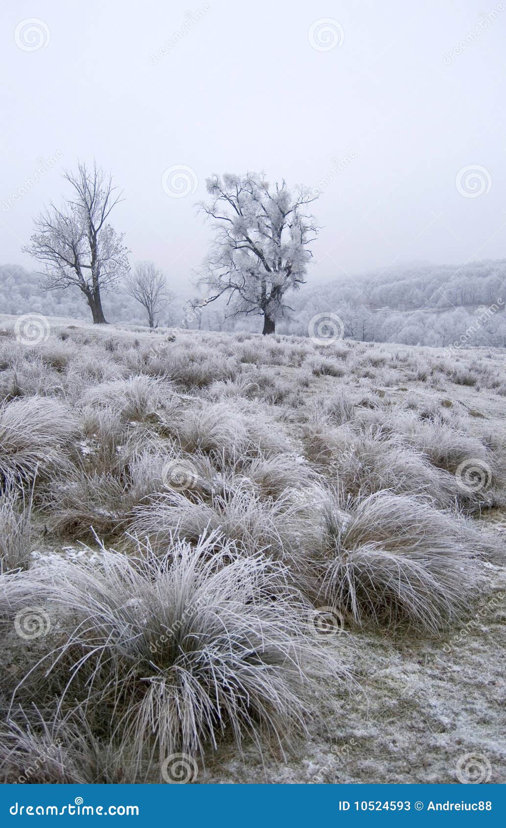 Cold day stock image. Image of january, winter, mist - 10524593