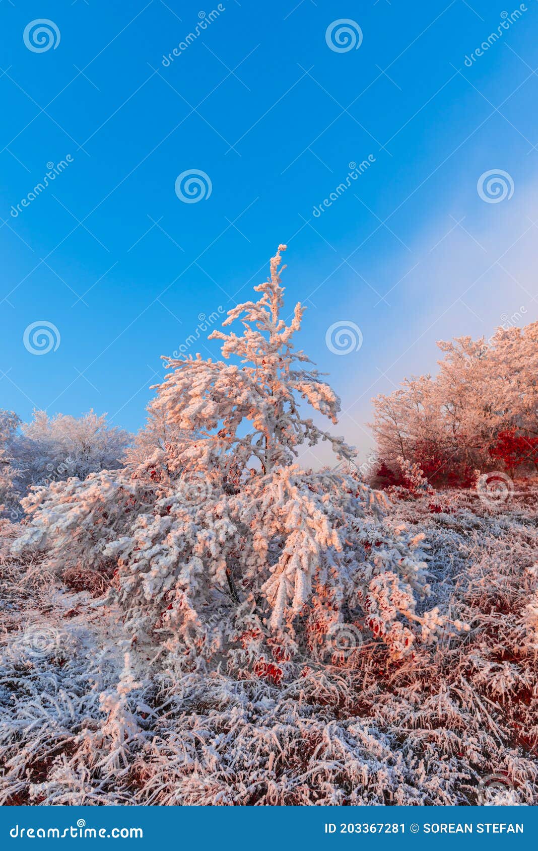 Cold Day in the Winter Inside of the Forest Stock Image - Image of ...