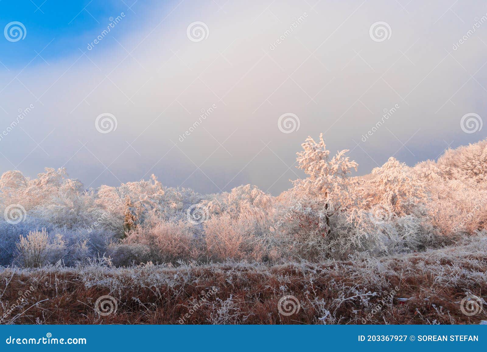 Cold Day in the Winter Inside of the Forest Stock Image - Image of ...