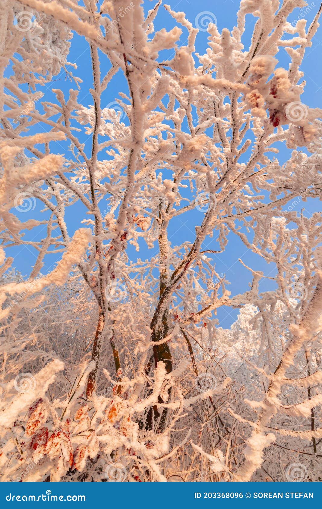 Cold Day in the Winter Inside of the Forest Stock Photo - Image of warm ...