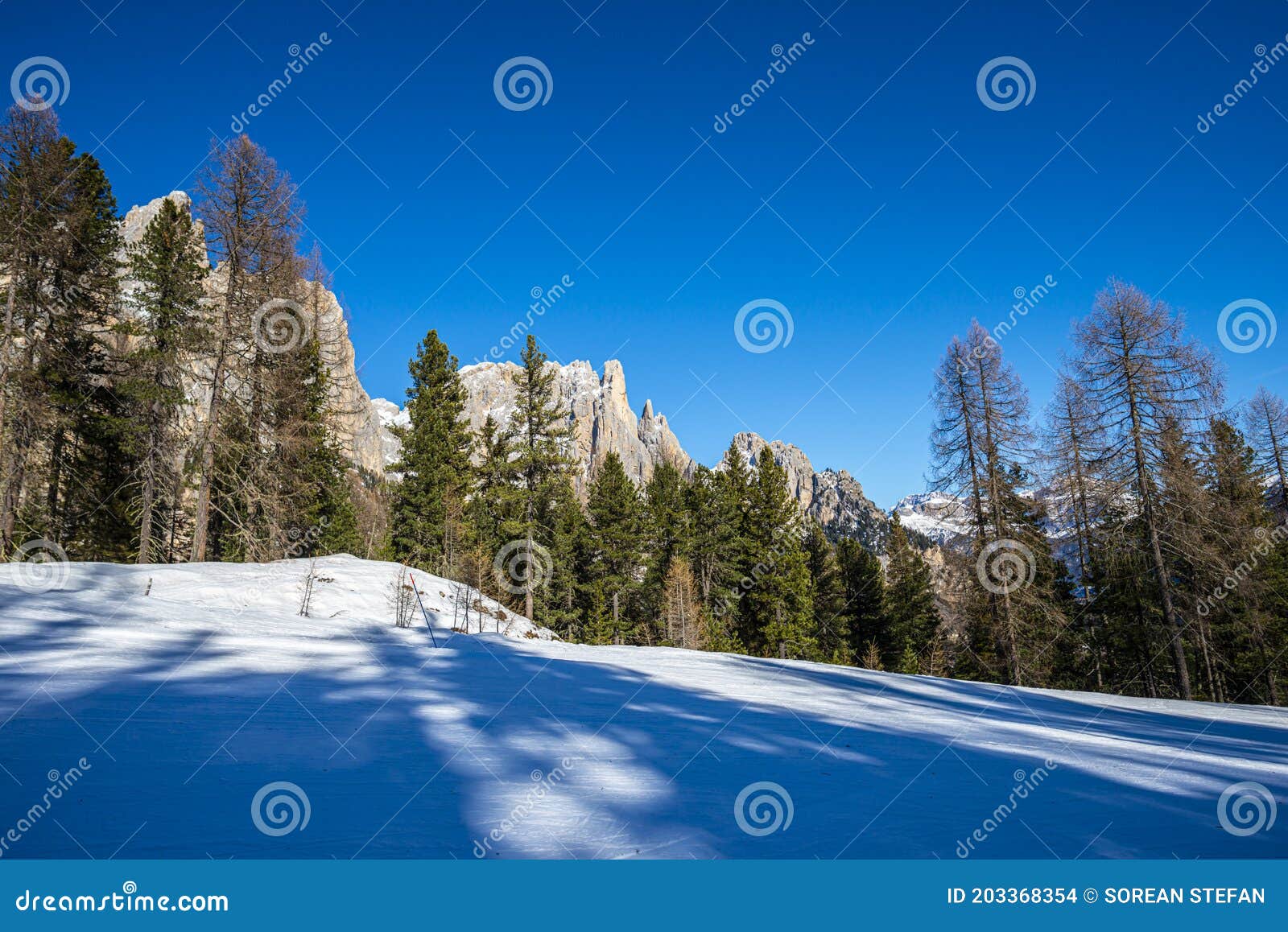 Cold Day in the Winter Inside of the Forest Stock Photo - Image of ...