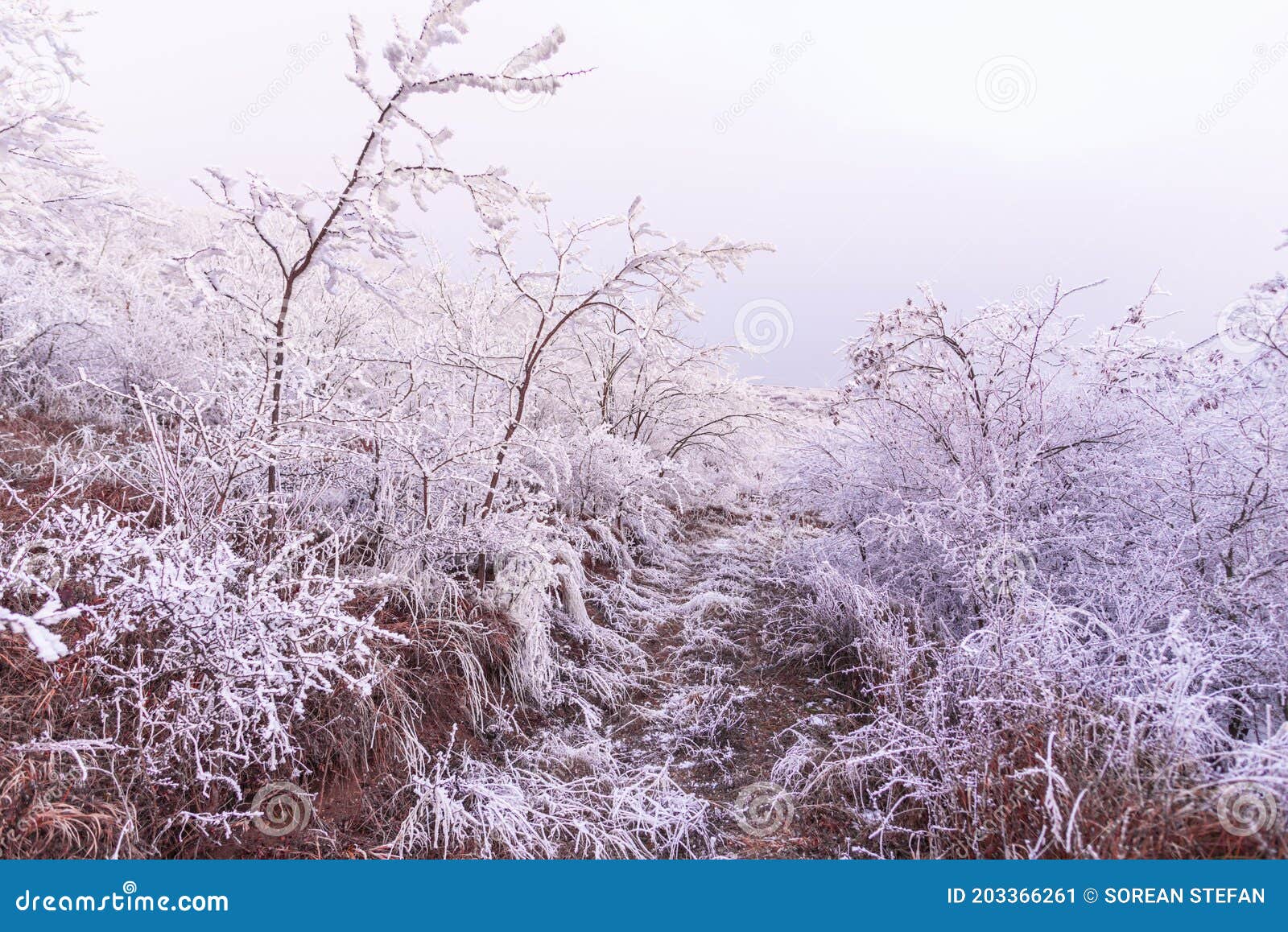 Cold day in the winter stock image. Image of weather - 203366261